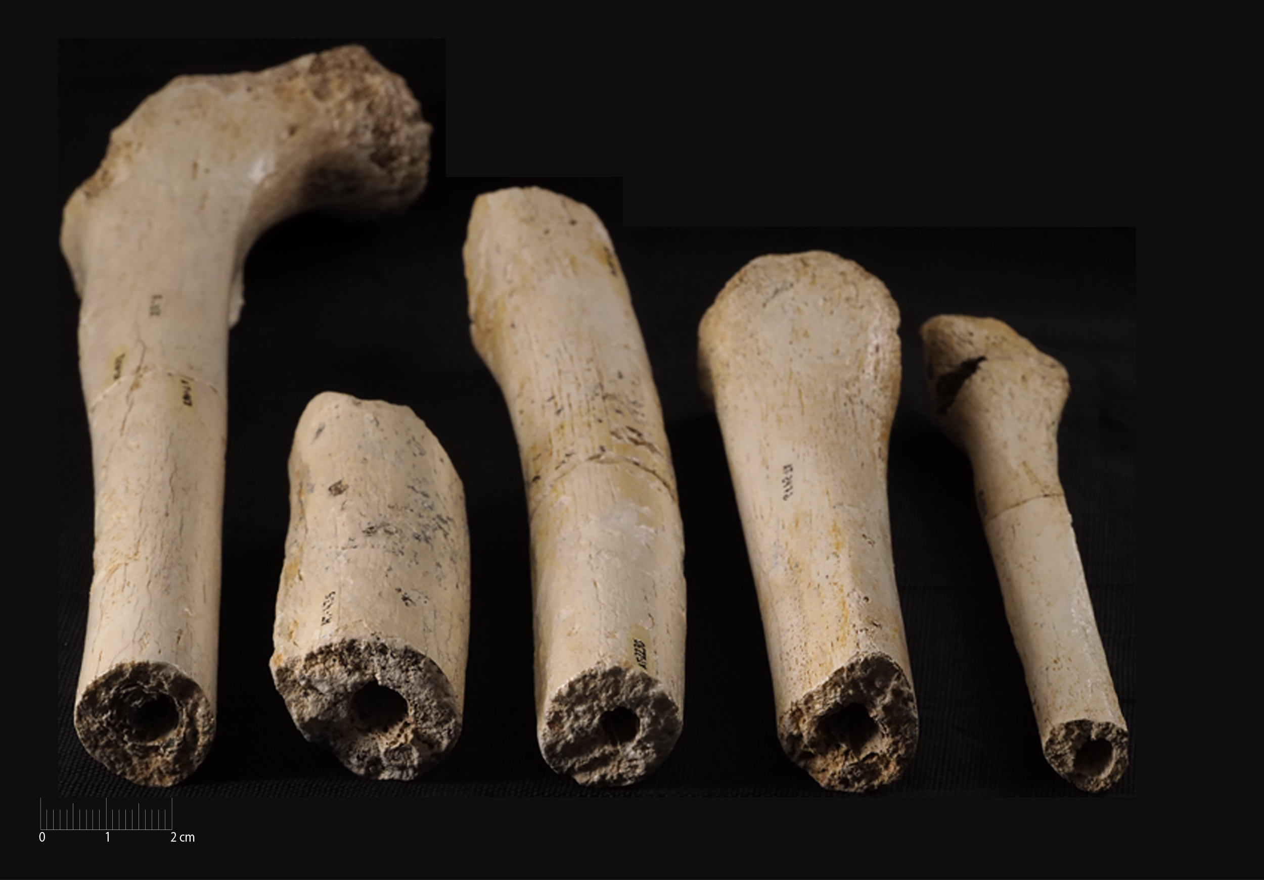 Museo de la Evolución Humana