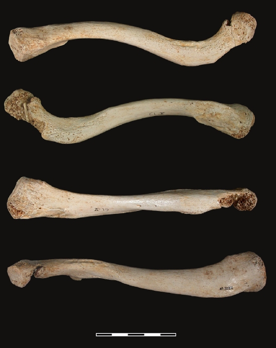 Museo de la Evolución Humana