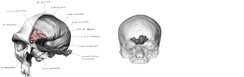 Museo De La Evolución Humana