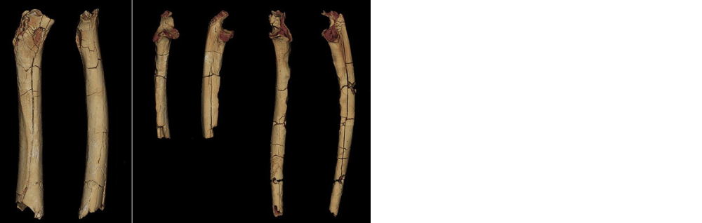 Museo de la Evolución Humana