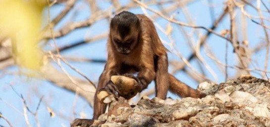 Museo de la Evolución Humana